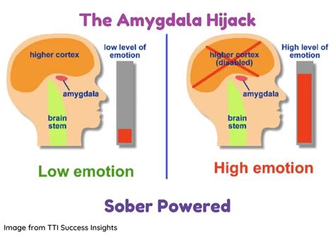 What Happens In The Brain When We Are Overwhelmed The Amygdala Hijack
