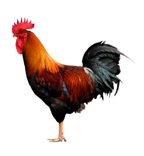 Free Cock To Cock Virgin Ass Sex