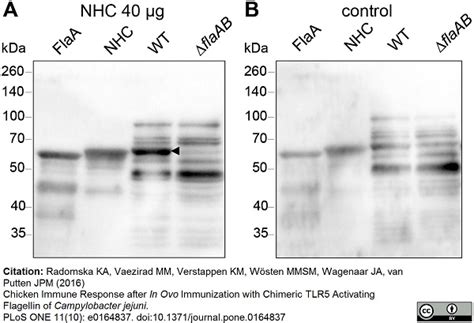 Anti Chicken Igg Fc Antibody Bio Rad Antibodies Formerly Abd Serotec