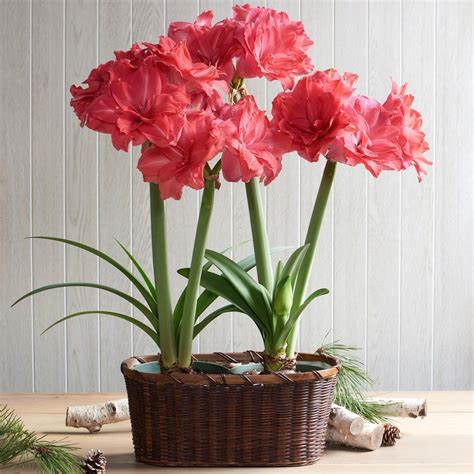 Amaryllis Candy Nymph White Flower Farm