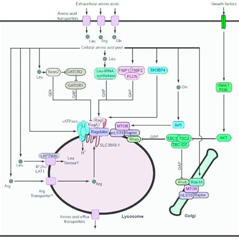 Circuitry Of Amino Acid Signalling To Mtorc1 Extracellular Amino Acids