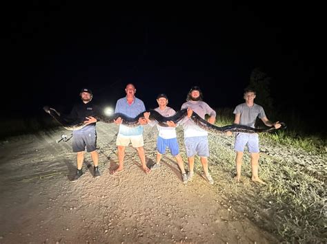 Images 198 Pound Burmese Python Captured In Collier County Nbc 6 South Florida