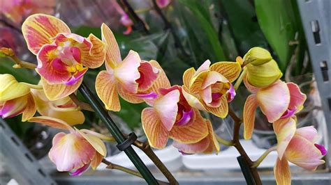 СУПЕР поступление ОРХИДЕИ в КАСТОРАМА Orchids ORCHID Орхидея ОРЕНБУРГ ...