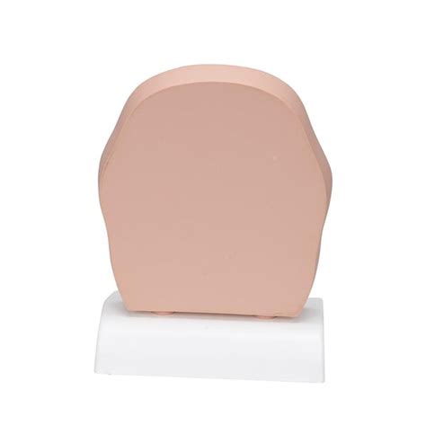 Model Of Frontal Section Of Human Head Paranasal Sinuses