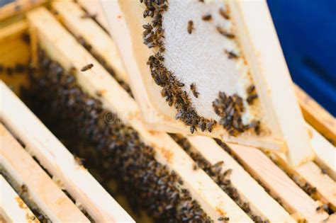 Close Up View Of The Opened Hive Body Showing The Frames Populated By