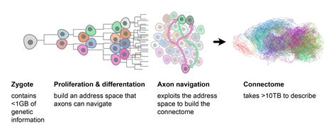 Network Assembly Through Cell Division Mirage News