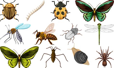 Different Kinds Of Insects Collection 12822035 Vector Art At Vecteezy