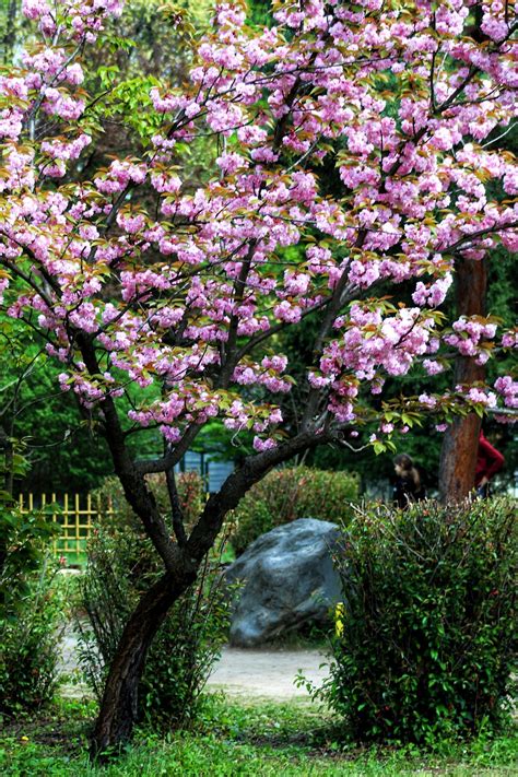 Kebun Jepang Sakura Pohon Foto Gratis Di Pixabay Pixabay