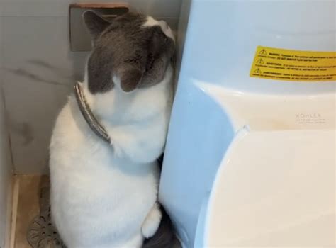 保洁阿姨来打扫卫生，社恐猫咪躲进厕所，还假装自己是个马桶刷宠界新闻
