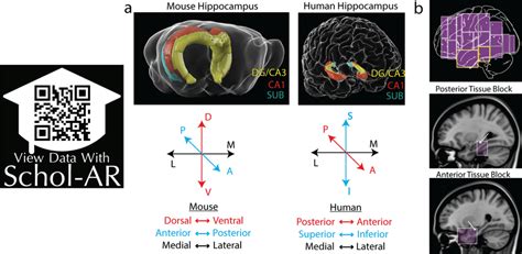 Mouse Hippocampus Anatomy