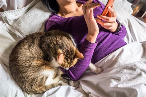 Por Que Os Gatos Adoram Dormir Perto Dos Donos