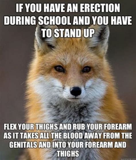 Get Your Fact Fix With This Great Fox Meme 59 Pics