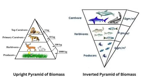 Ecological Pyramids Definition Types Examples Importance