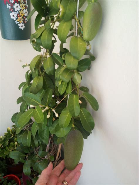 My Stephanotis Floribunda Madagascar Jasmine With 2 Fruits How Exciting