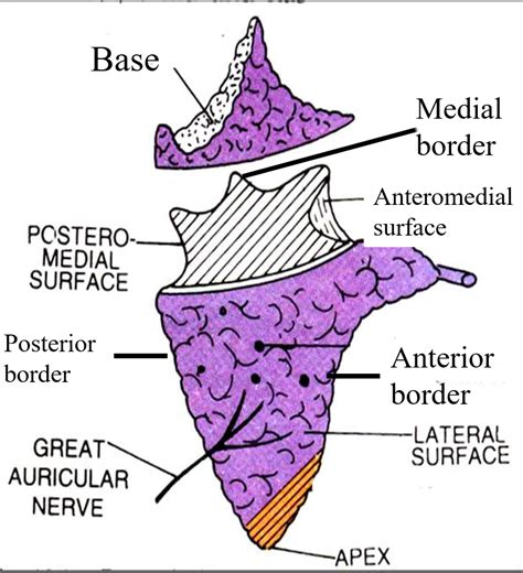 Parotid Gland Anatomy Qa