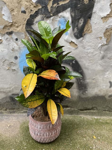Codiaeum Variegatum Mrs Iceton Kroton Jungle Boogie