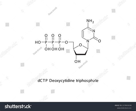 Dctp Deoxycytidine Triphosphate Nucleoside Molecular Structure Stock Vector Royalty Free