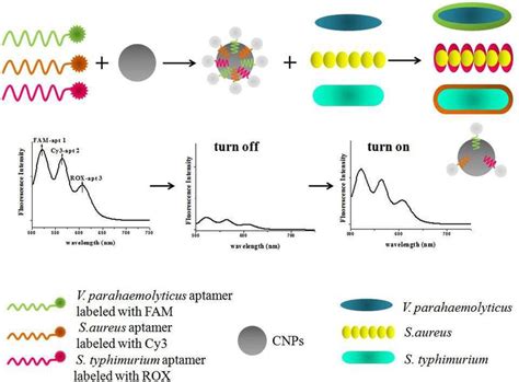 schematic illustration of the multiplexed fluorescence resonance energy