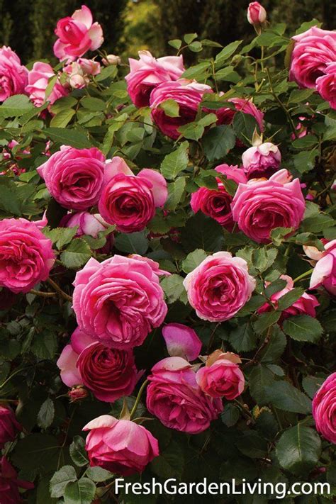 Pretty In Pink Eden Climbing Rose Plant Potted Fragrant 70 Etsy