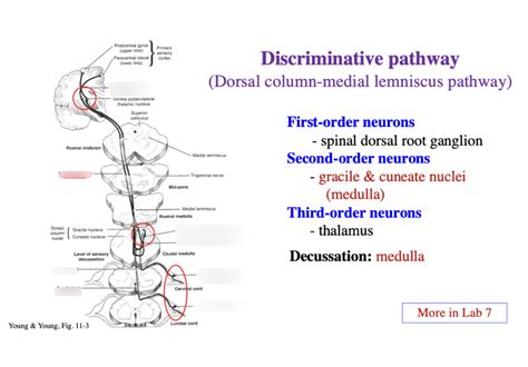Diagram Of 19 Somatosensory System Discriminative Pathway Dorsal