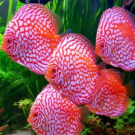 ماهی دیسکس در اکواریوم