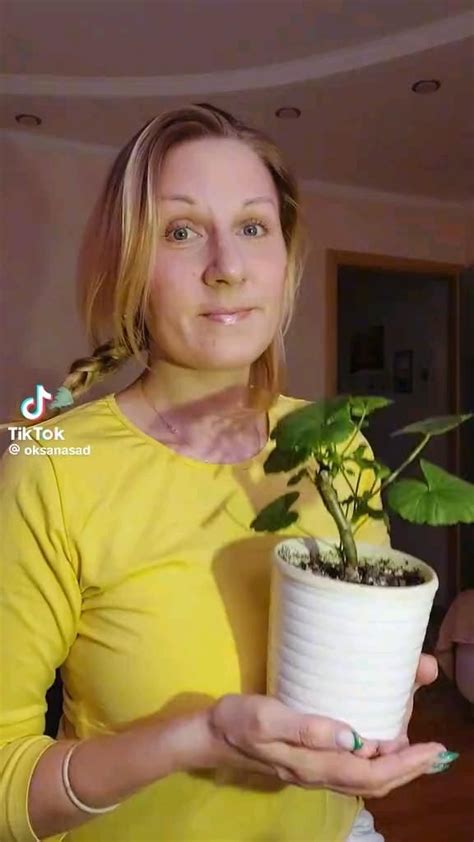 🪴РАСТЕНИЯ И ЦВЕТЫ🪴 в 2025 г Цветы на веранде Герани Растения