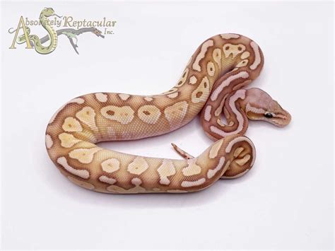 All About The Lesser Banana Ball Python Care Genetics And Morphs