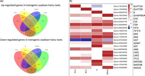 Rna‐seq Analysis Of Soybean Hairy Roots Transformed With Pa And