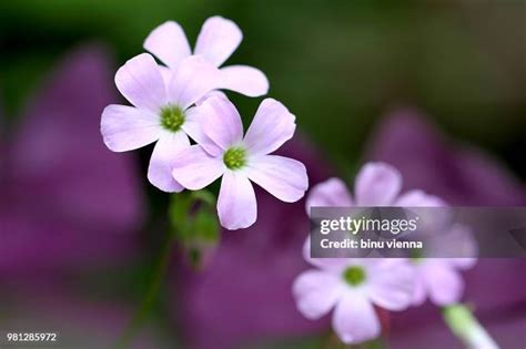 Binu Photos And Premium High Res Pictures Getty Images