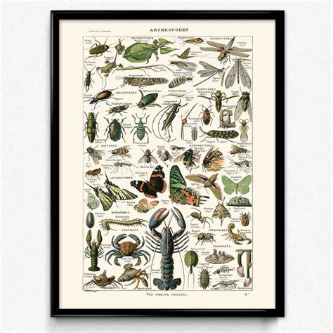 Insects Vintage Print 4 Insects Poster Insect Picture Insects Art