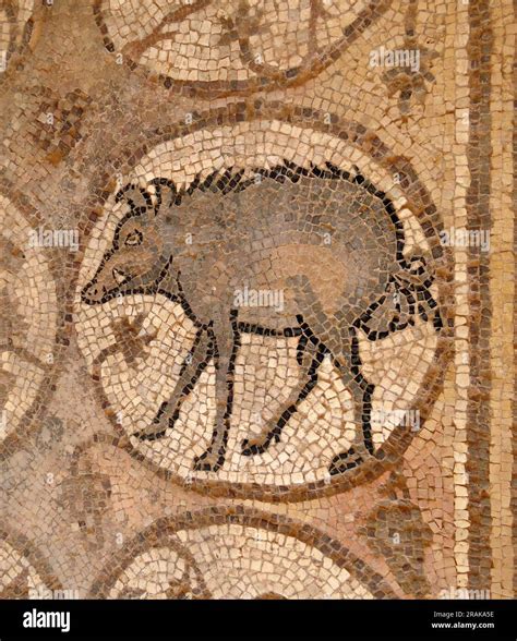 Mosaic Of A Wild Boar On The Northern Aisle Floor Of The Byzantine
