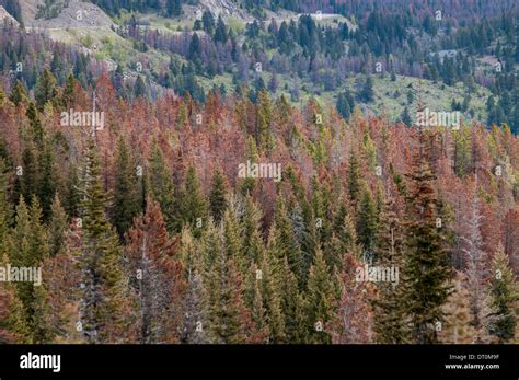 The Top Of Macdonald Pass At The Continental Divide Near Helena
