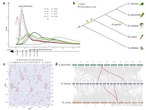 项目文章 Ind Crop Prod期刊发表基于基因组组装揭示高质量中华水芹基因组研究成果 知乎