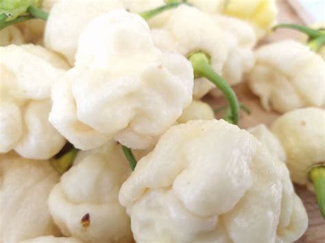 White Moruga Chilli Seeds White Moruga Pepper Seeds Red Dragon Seeds