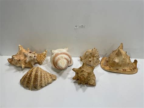 Collection Of Large Seashells Beck Auctions Inc