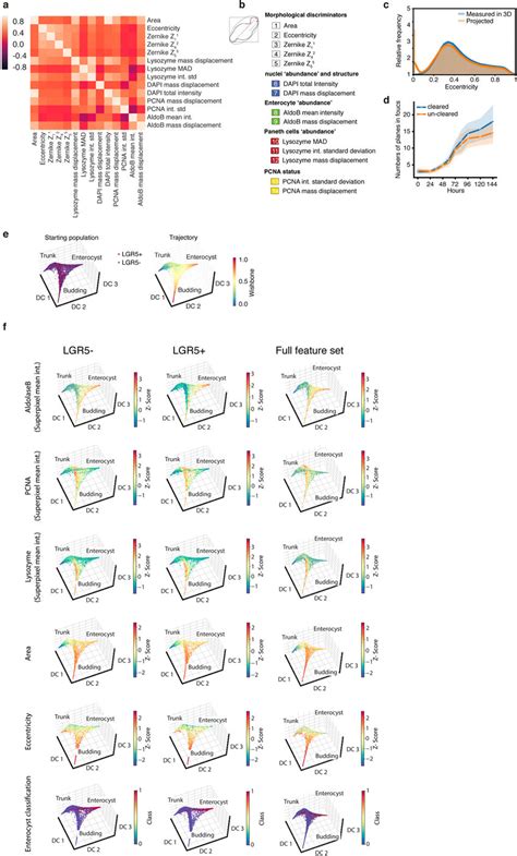 Feature Selection For Organoid Development A Pearson Correlation