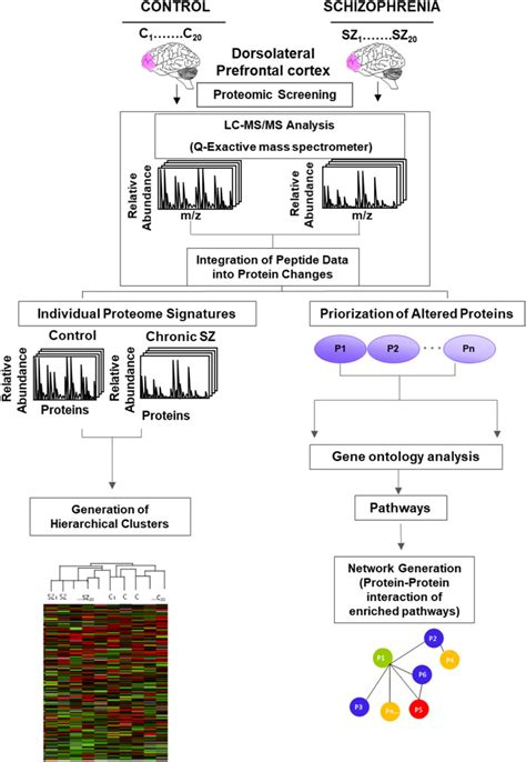 Frontiers Analysis Of Networks In The Dorsolateral Prefrontal Cortex