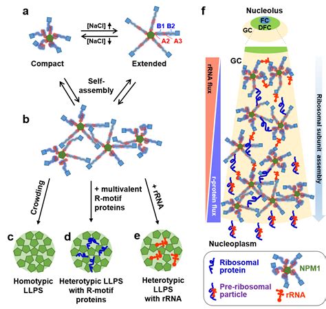 Nucleophosmin Holds It All Together The Smart Glue Of The Nucleolus