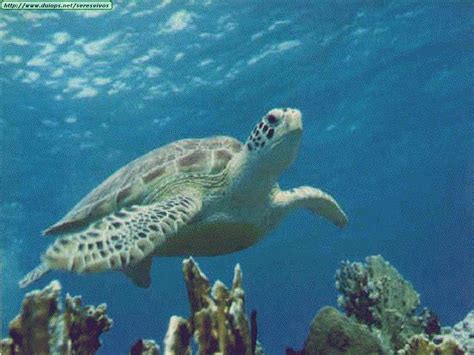 Turtles Images Turtles Hd Wallpaper And Background Photos