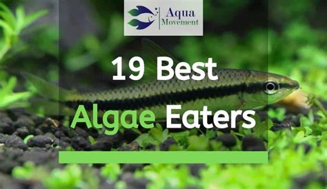 How To Get Rid Of Red Algae In Saltwater Tank Aqua Movement