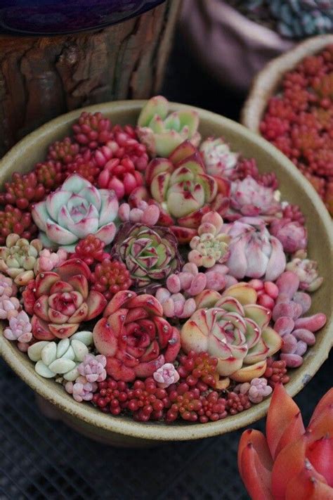Crassula Ovata Crosby S Dwarf Care And Propagation Artofit