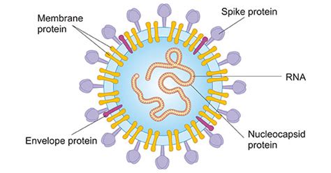 Get An Overview Of Human Coronavirus Oc43 Hcov Oc43 Cusabio