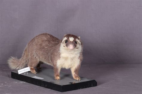 鼬獾 Melogale moschata 物种库 国家动物标本资源库
