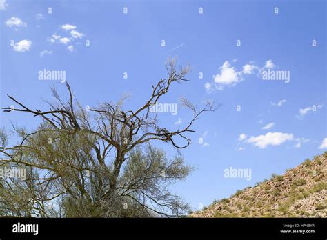 Arizona Still Life Hi Res Stock Photography And Images Alamy