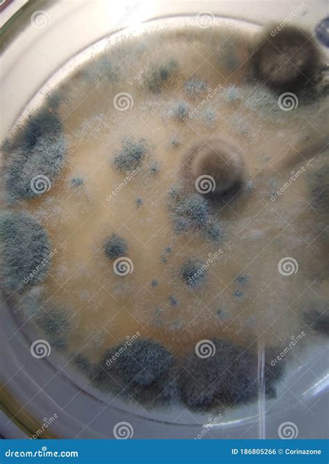 Trichoderma Viridae Young Colonies Stock Image