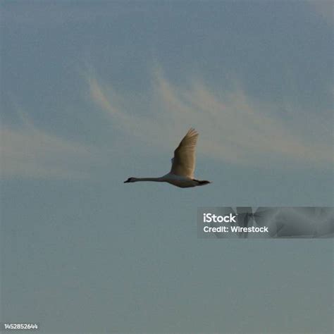 날개를 활짝 펴고 푸른 하늘을 높이 날고 있는 외로운 흰 학벌 고독 부정적인 감정 표현에 대한 스톡 사진 및 기타 이미지 고독 부정적인 감정 표현 날기 높은 곳