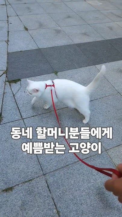 동네 할머니들에게 예쁨받는 고양이 Youtube
