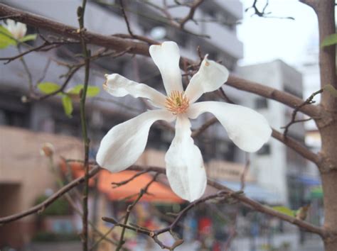 コブシ花散歩