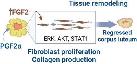 Basic Fibroblast Growth Factor Induces Proliferation And Collagen