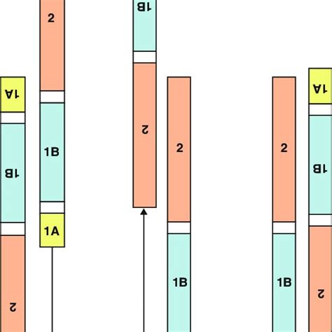4 The Dst Crosslink Data Are Consistent With Three Modes Of Molecular Download Scientific